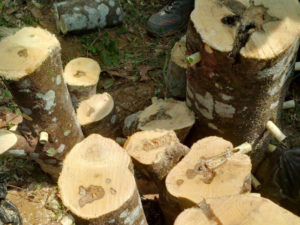 Sadaharitha reiterates need to preserve Wallapatta - Adaderana Biz ...